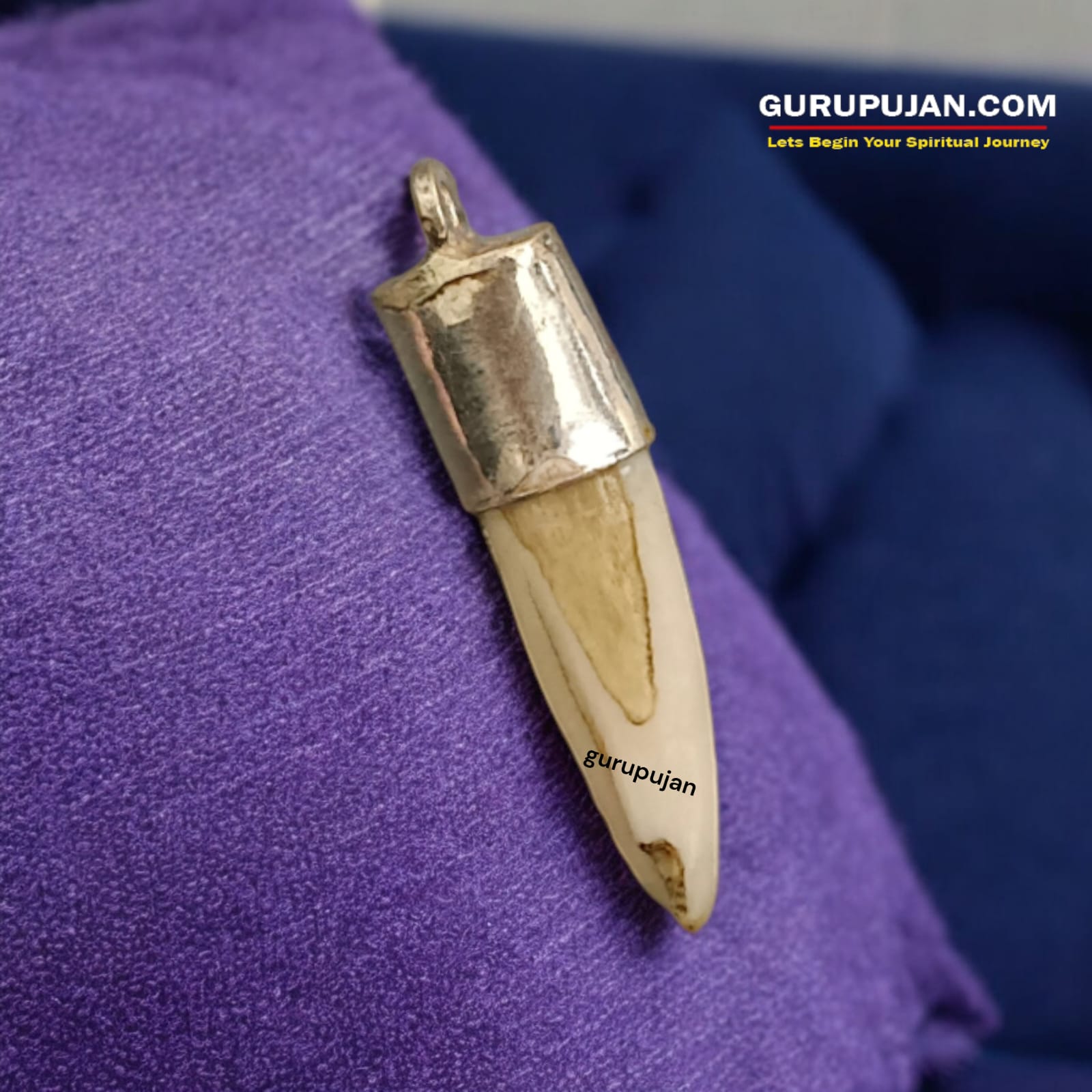 Shukar Dant in Silver Cap Wild Boar Teeth Pendant – GuruPujan