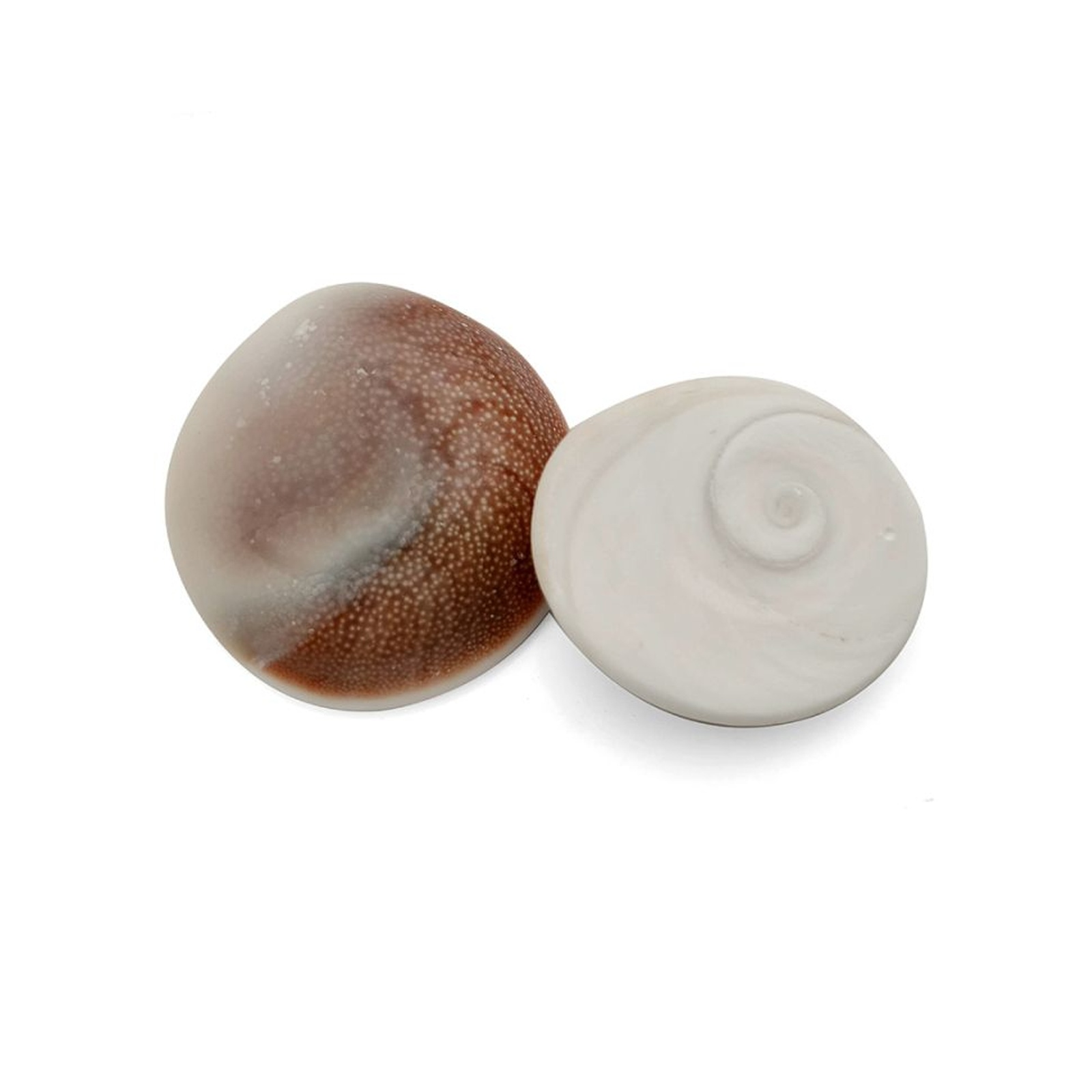 Gomati Chakra Big Size | Rare and Giant Stone for Prosperity and ...